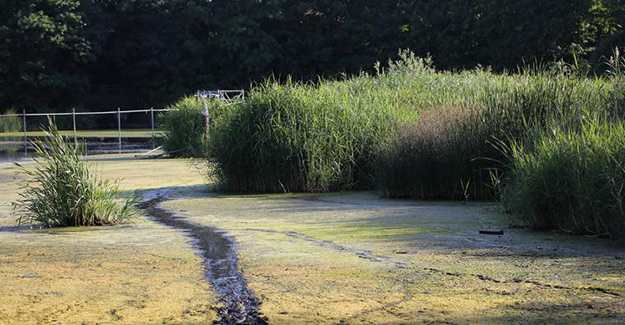 The Third Landscape | Design for the Living World, HFBK